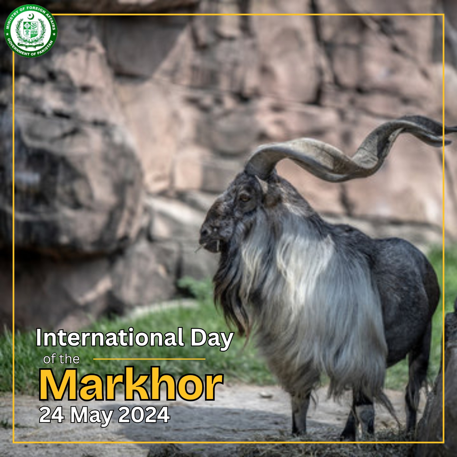 Majestic and resilient, the Markhor—Pakistan’s proud national animal ...